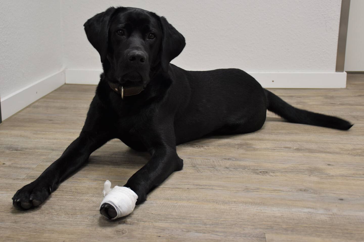 Freie Plätze beim Erste-Hilfe-Kurs für Hunde - Lüneburg Aktuell